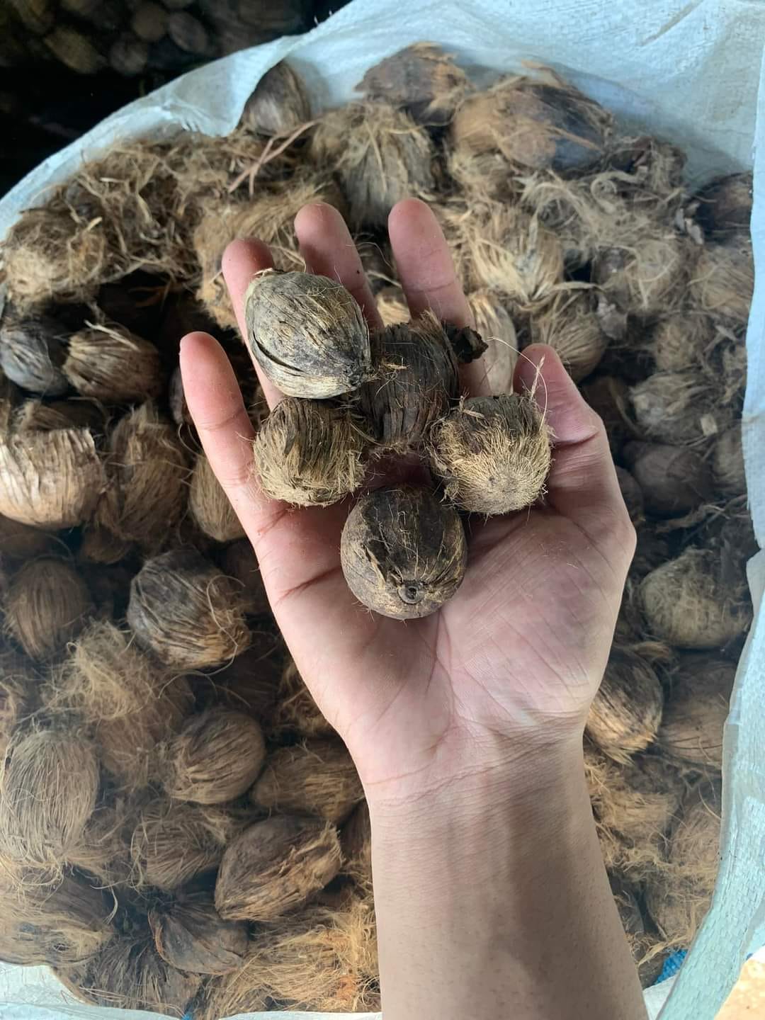 Betelnut – PT KOOKA BURRA INDONESIA