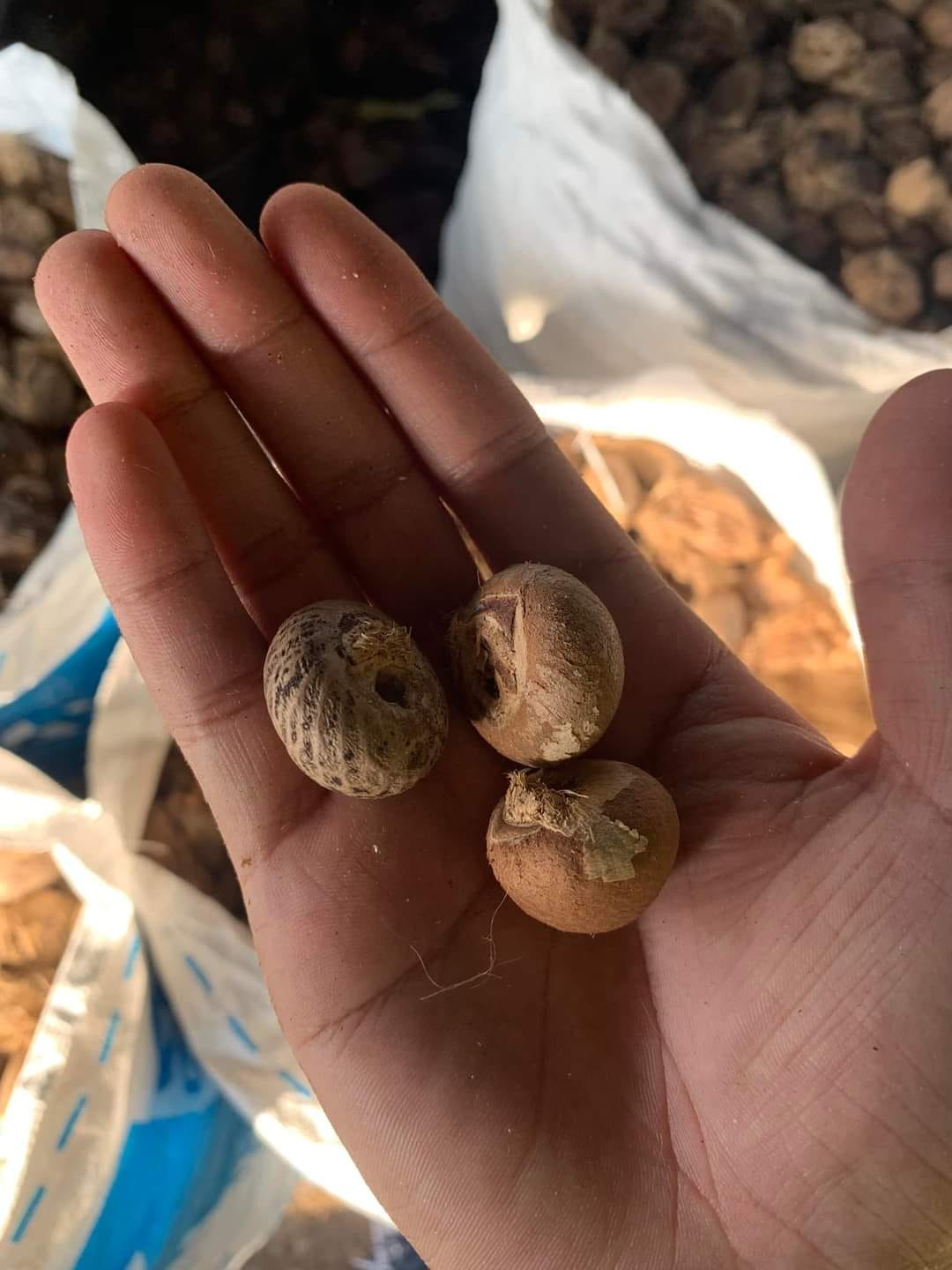 Betelnut – PT KOOKA BURRA INDONESIA