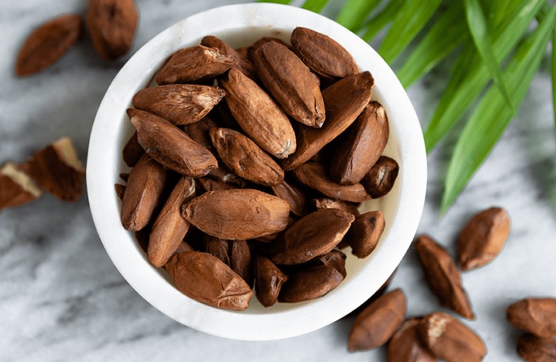 Canary Nut – PT KOOKA BURRA INDONESIA